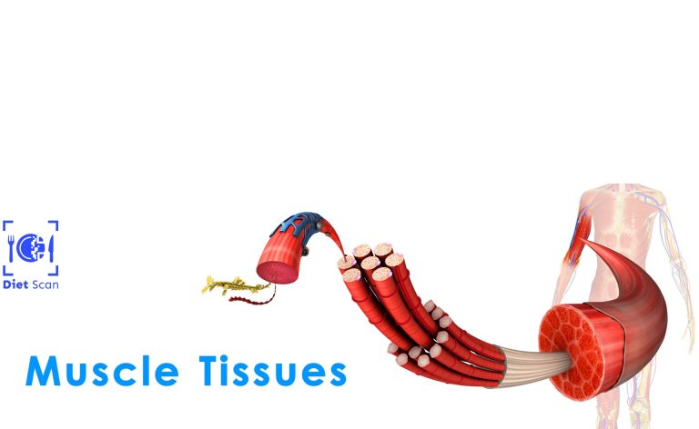 Muscle Hypertrophy: The Ultimate Guide To Building Muscle | Diet Scan